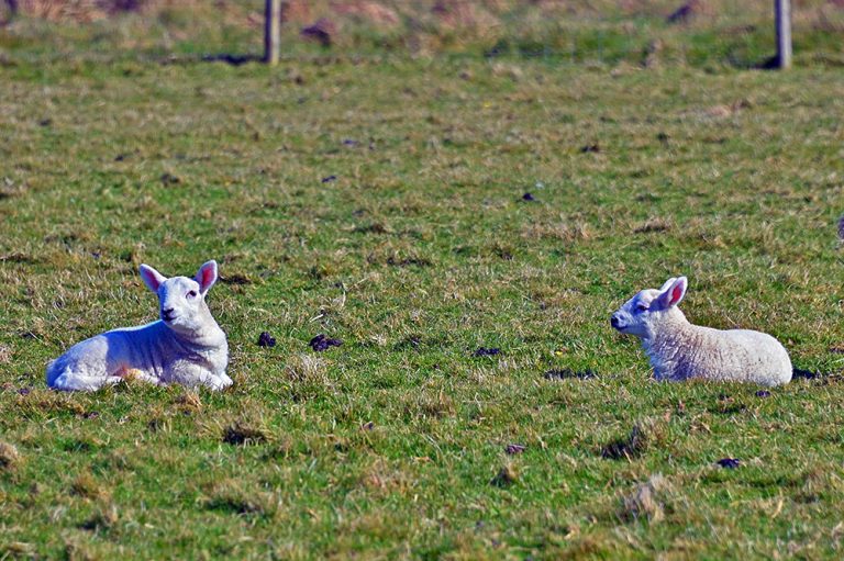 Two lambs resting at Saligo, Isle of Islay | Islay Pictures Photoblog